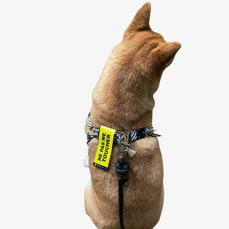 Dogcodes : les messages à scratcher sur la laisse de votre chien – Kitsune.dog